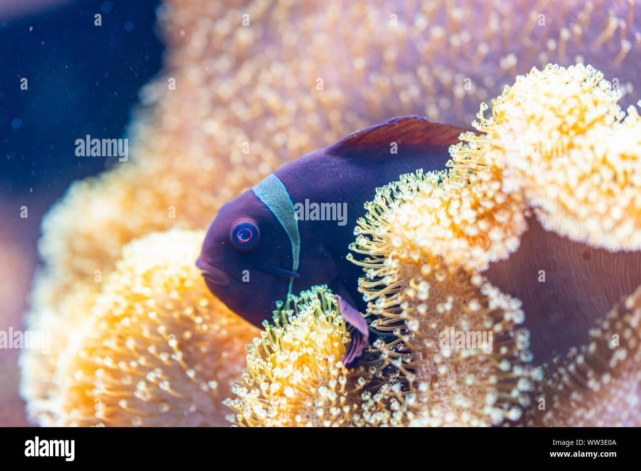 Amphiprion Sp - Clownfish snuggles into the host anemone Stock Photo ...