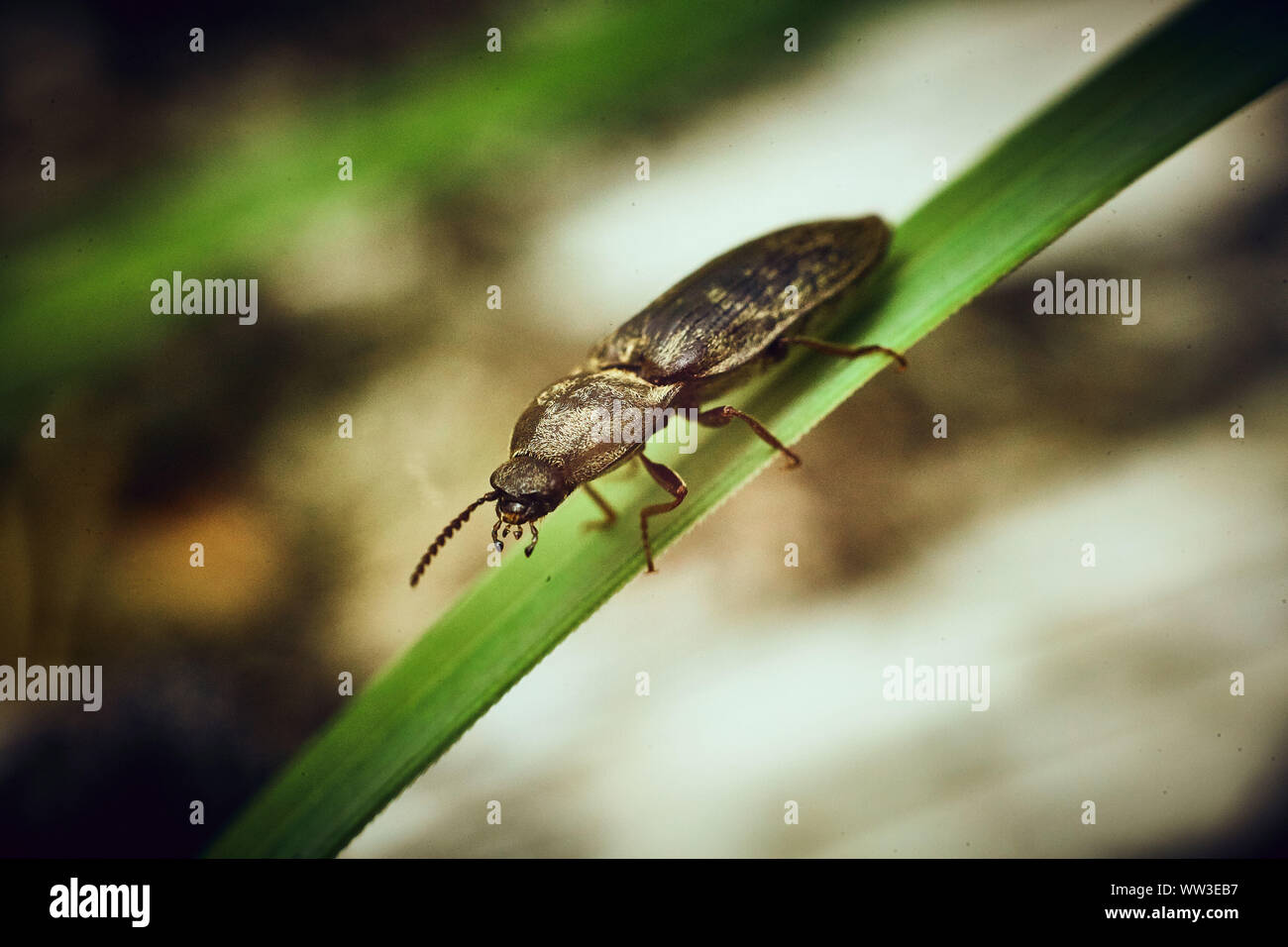 Terrestrial insects hi-res stock photography and images - Alamy