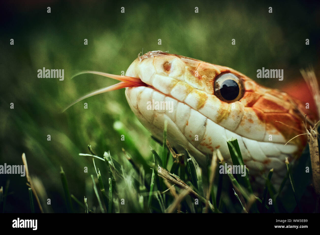 Curious snake in the grass looking in the camera with tongue out Stock ...