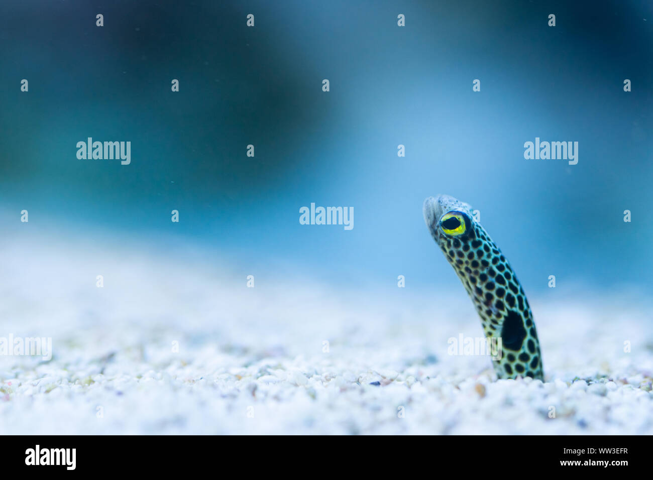 Spotted Garden Eel-Heteroconger hassi - saltwater fish Stock Photo - Alamy
