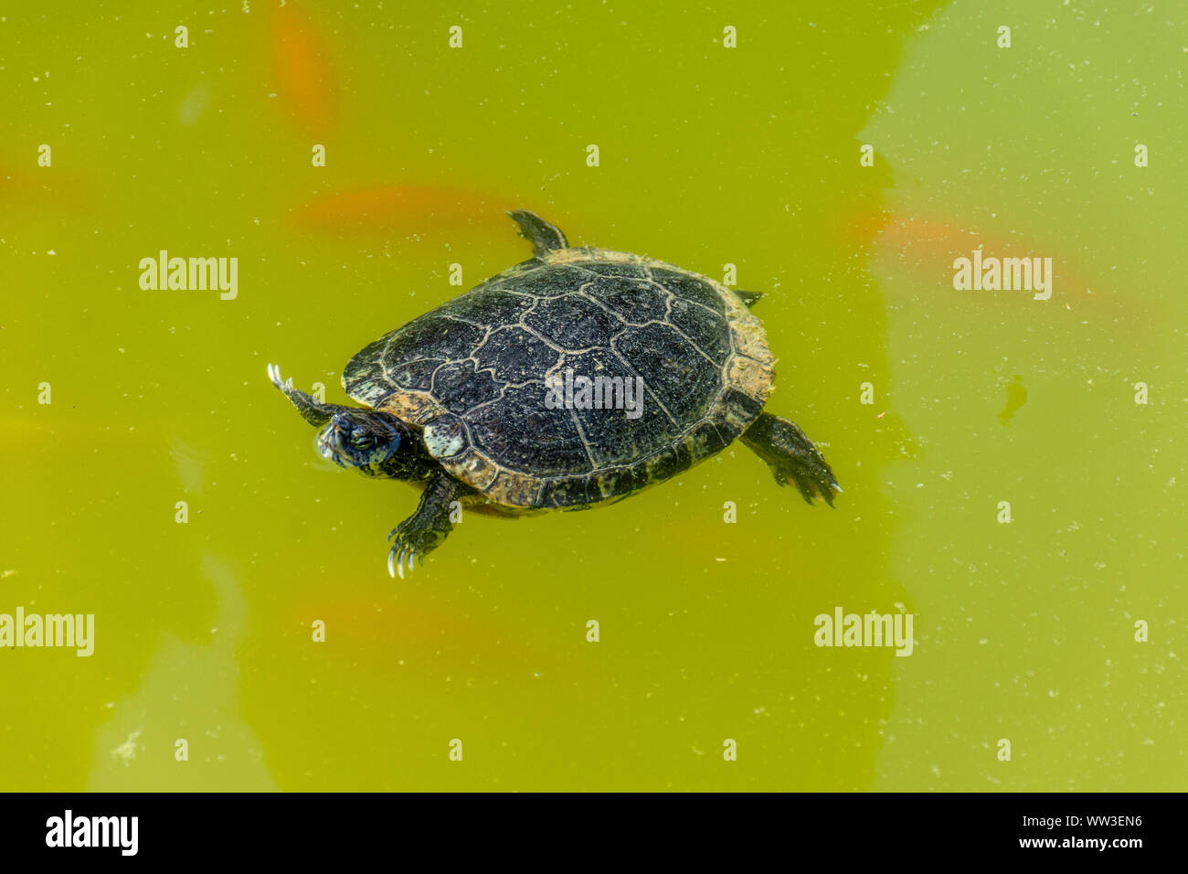 Small turtle in a pond among goldfish Stock Photo - Alamy