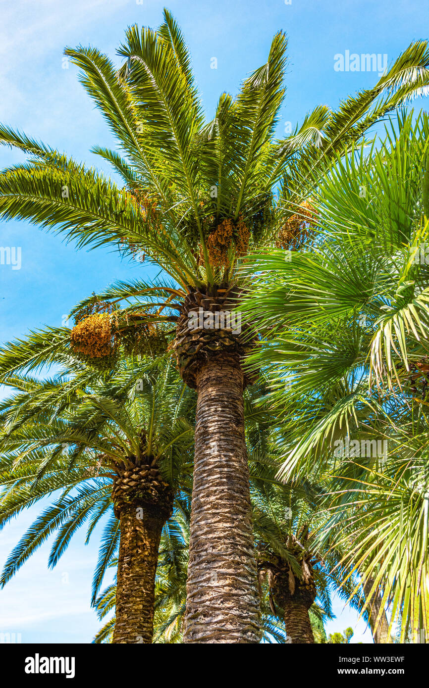 Italy, Bari, view of beautiful palm trees in a public park Stock Photo ...