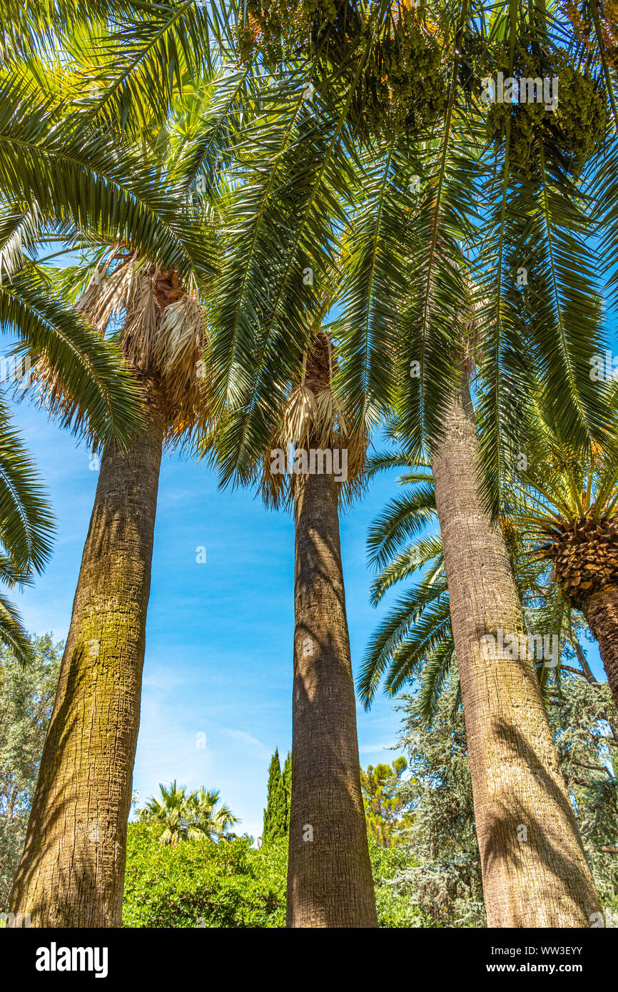 Italy, Bari, view of beautiful palm trees in a public park Stock Photo ...