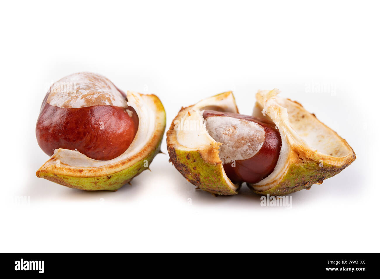 Chestnuts and shells on a white table. Ripe chestnut fruit. White ...