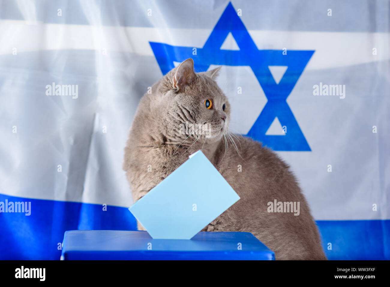 Cute cat, Vote box and ballot in a ballot box on election day over ...