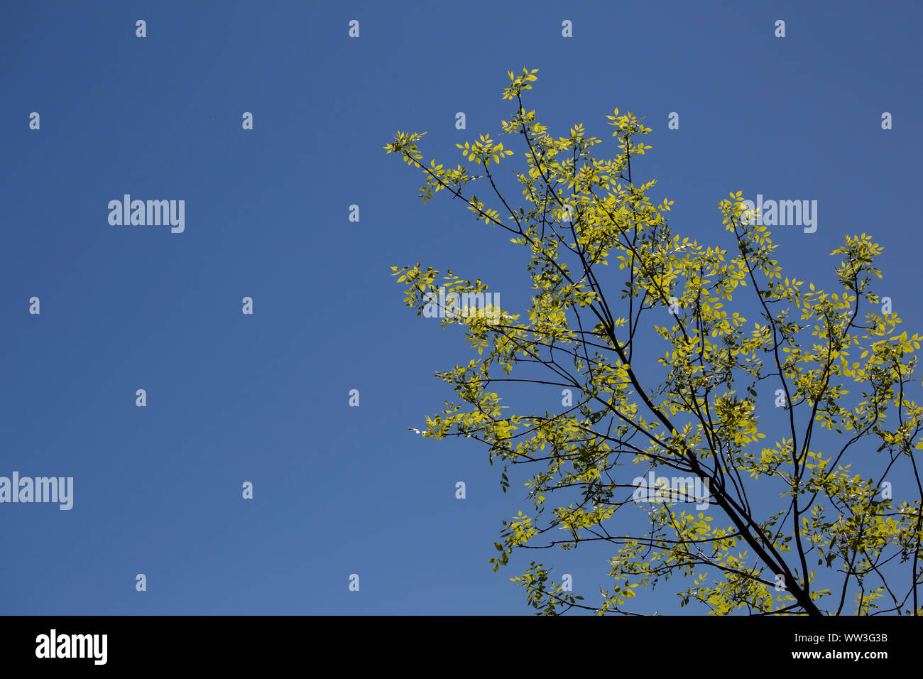 Spring tree leaves with blue sky Stock Photo - Alamy