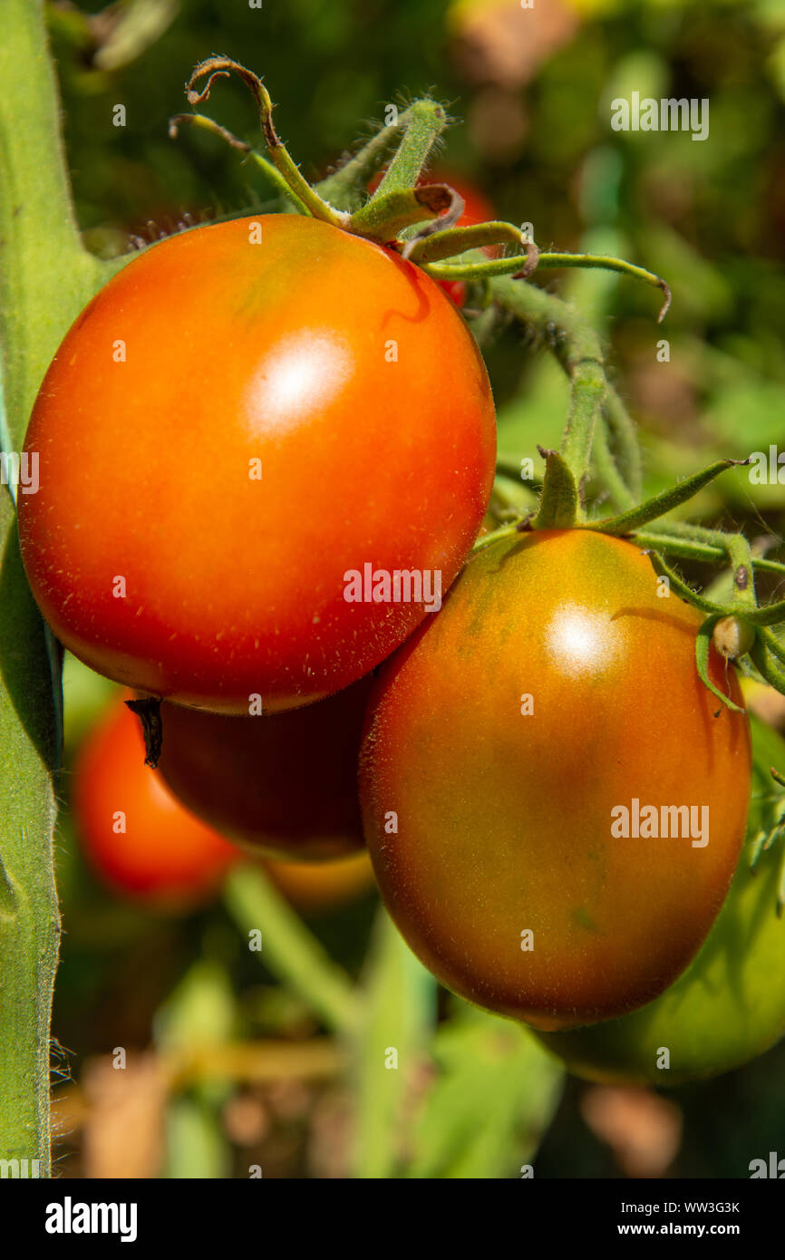 Branch of oval grape tomato growing in open ground Stock Photo - Alamy