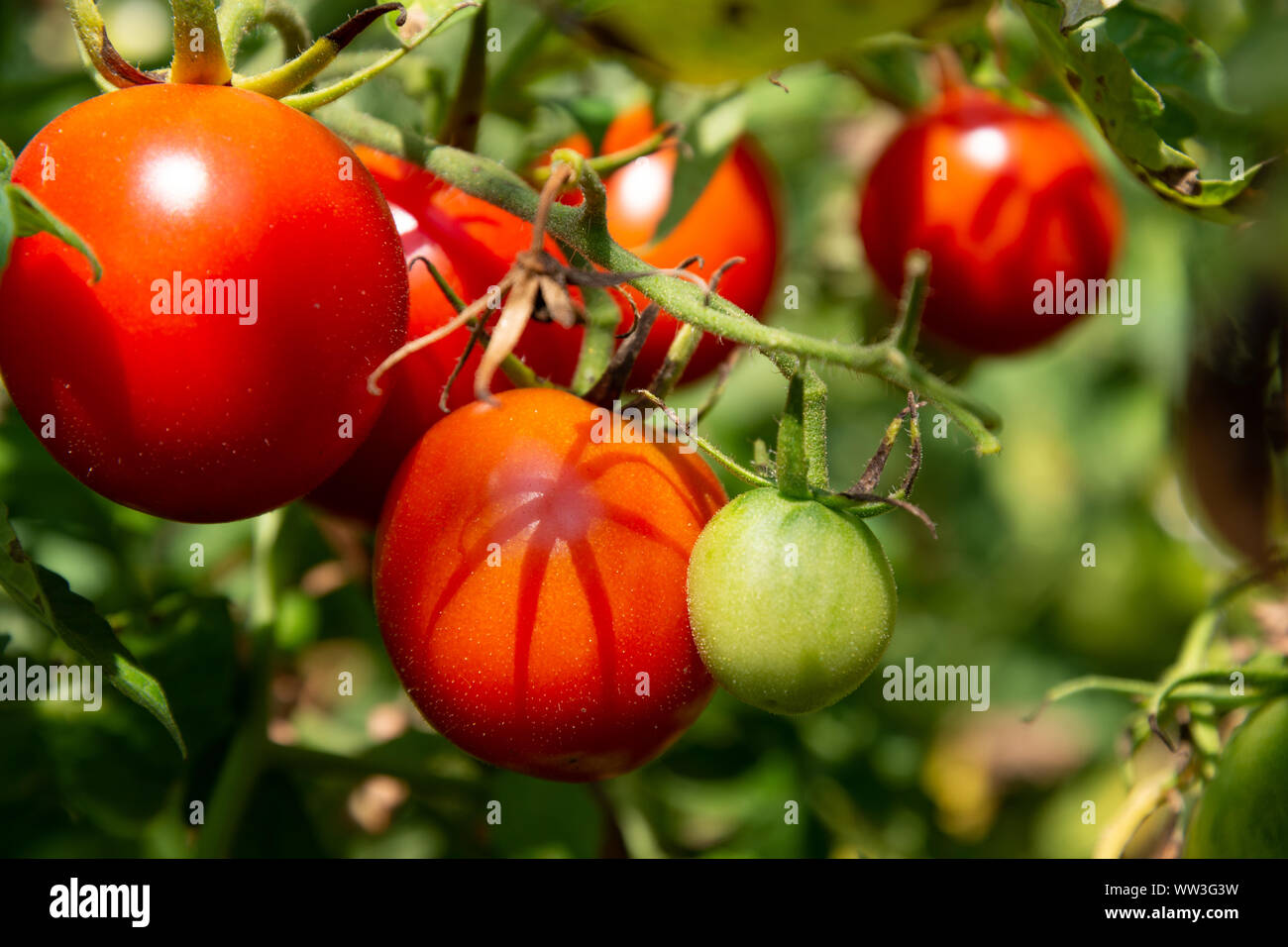 Branch of red round tomato growing in open ground Stock Photo - Alamy