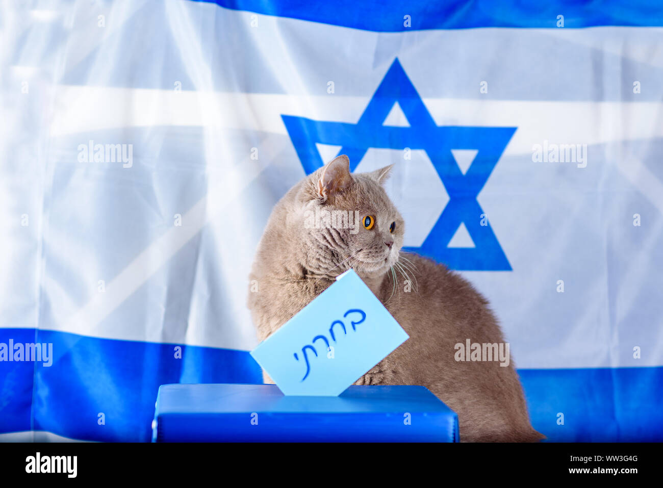 Cute cat and Vote box on election day over Israel flag background ...