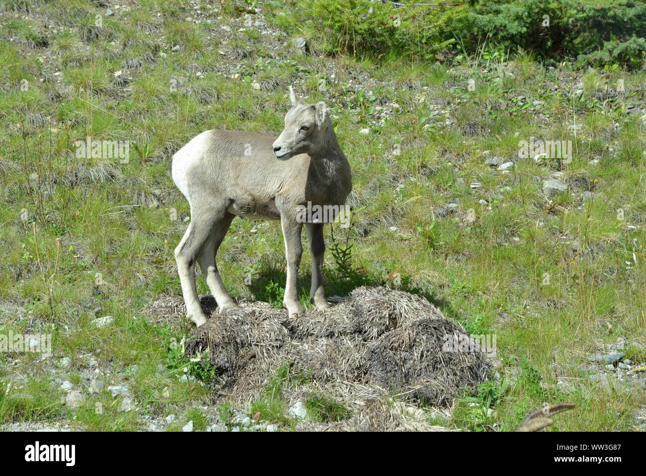 mountain goat in banff national park Stock Photo - Alamy
