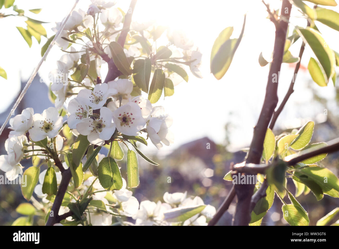 Opening flower plant details season nature hi-res stock photography and ...