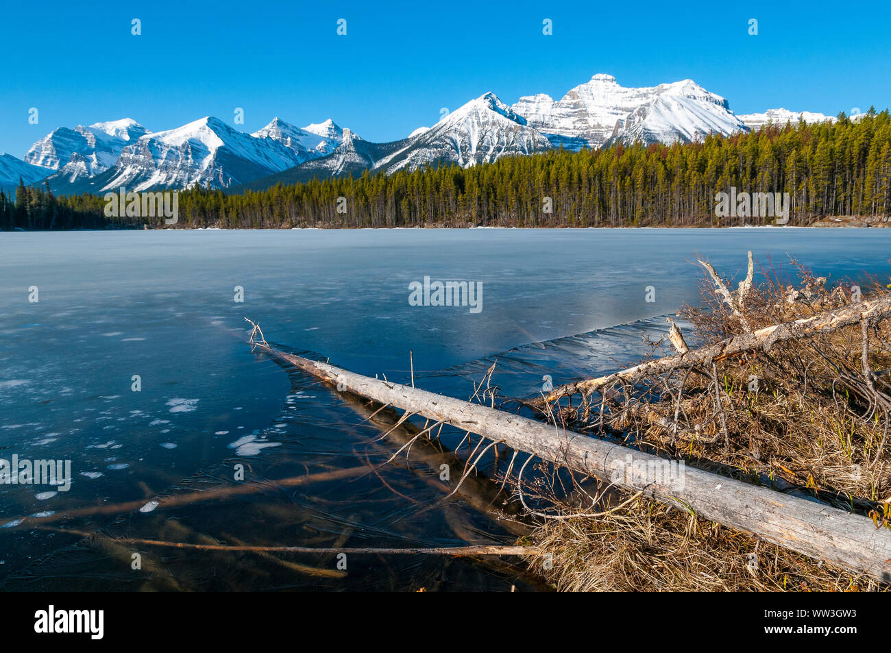 Herbert Lake, Banff National Park, Canadian Rockies, Alberta, Canada ...