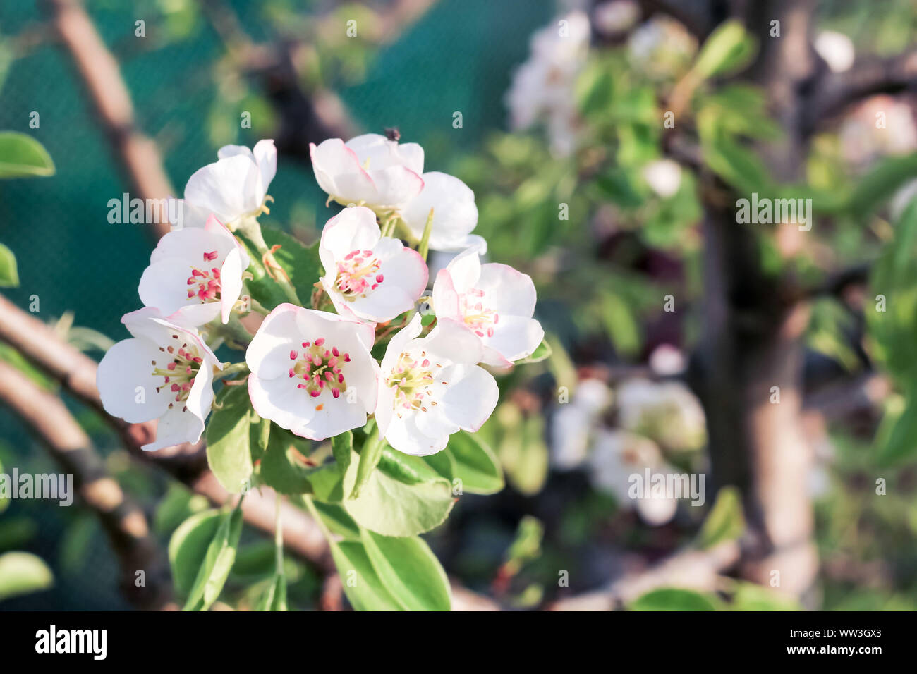 Cherry tree branch sun rays hi-res stock photography and images - Alamy
