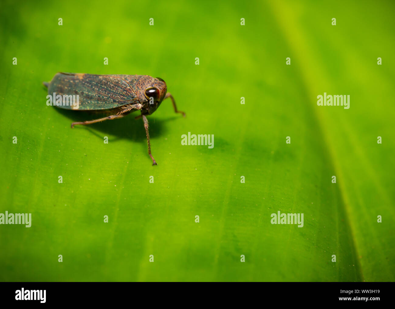Indian insect pest hi-res stock photography and images - Alamy