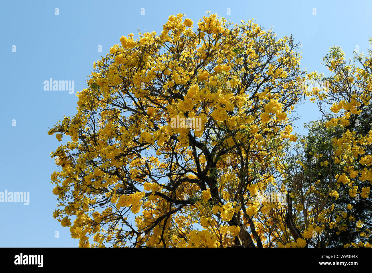 Yellow Ipe Tree High Resolution Stock Photography and Images - Alamy