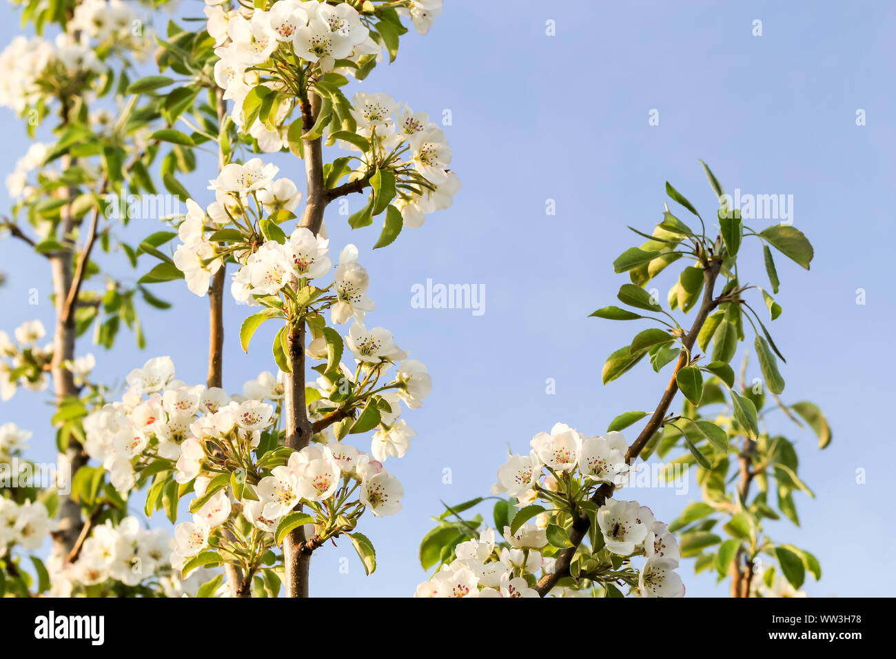 Blooming pear tree in the sunset rays Stock Photo - Alamy