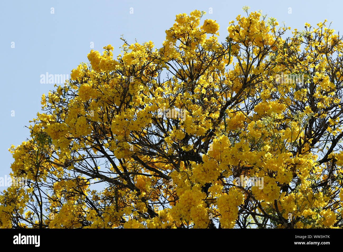 Bloom detail in yellow ipe tree with bright blue sky Stock Photo - Alamy