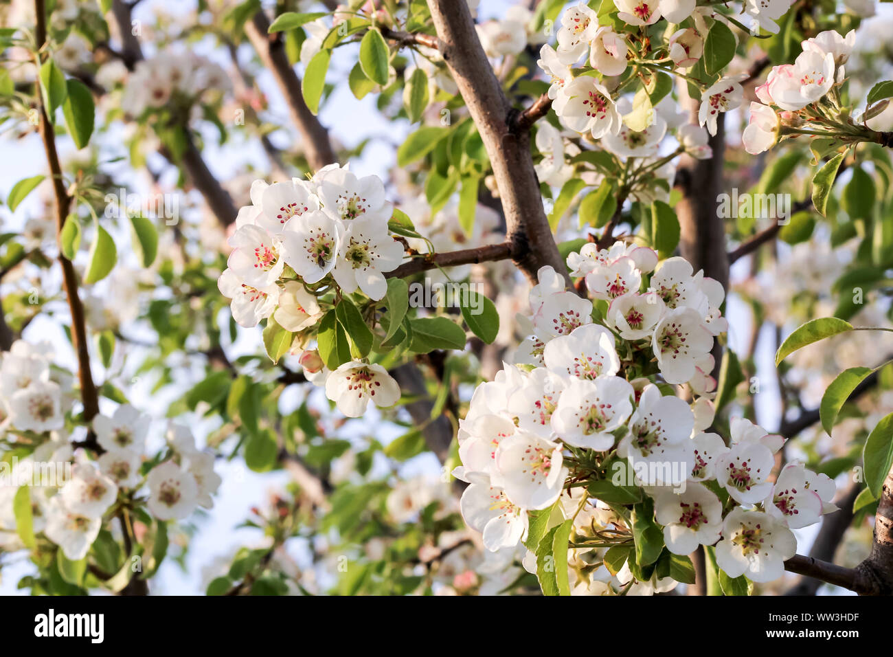 Pear tree spring hi-res stock photography and images - Alamy