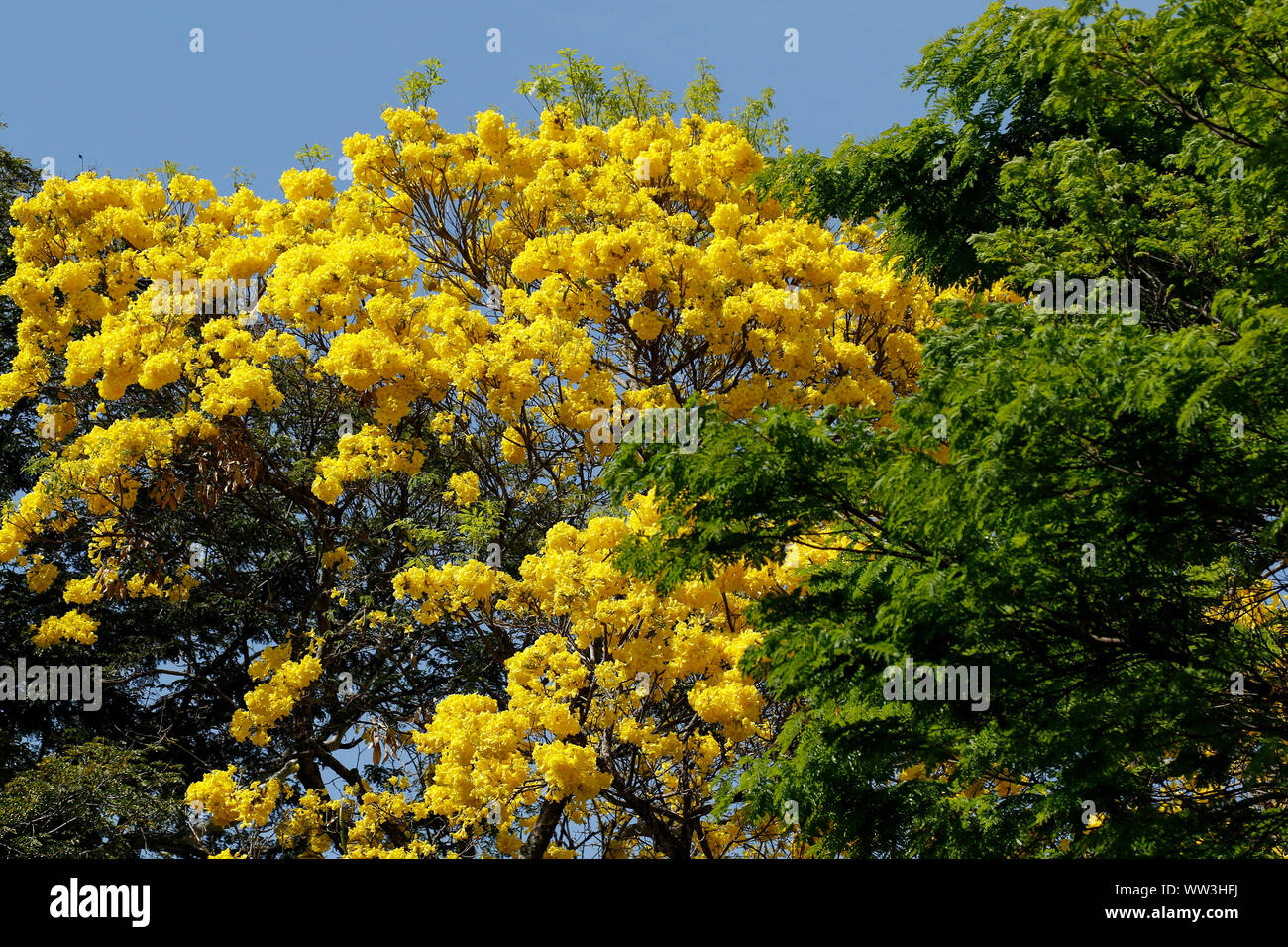 Flourish tree hi-res stock photography and images - Alamy