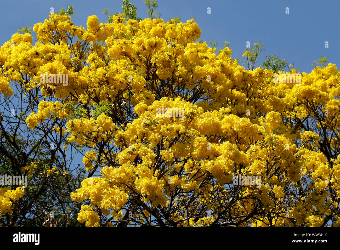 Bloom detail in yellow ipe tree with bright blue sky Stock Photo - Alamy