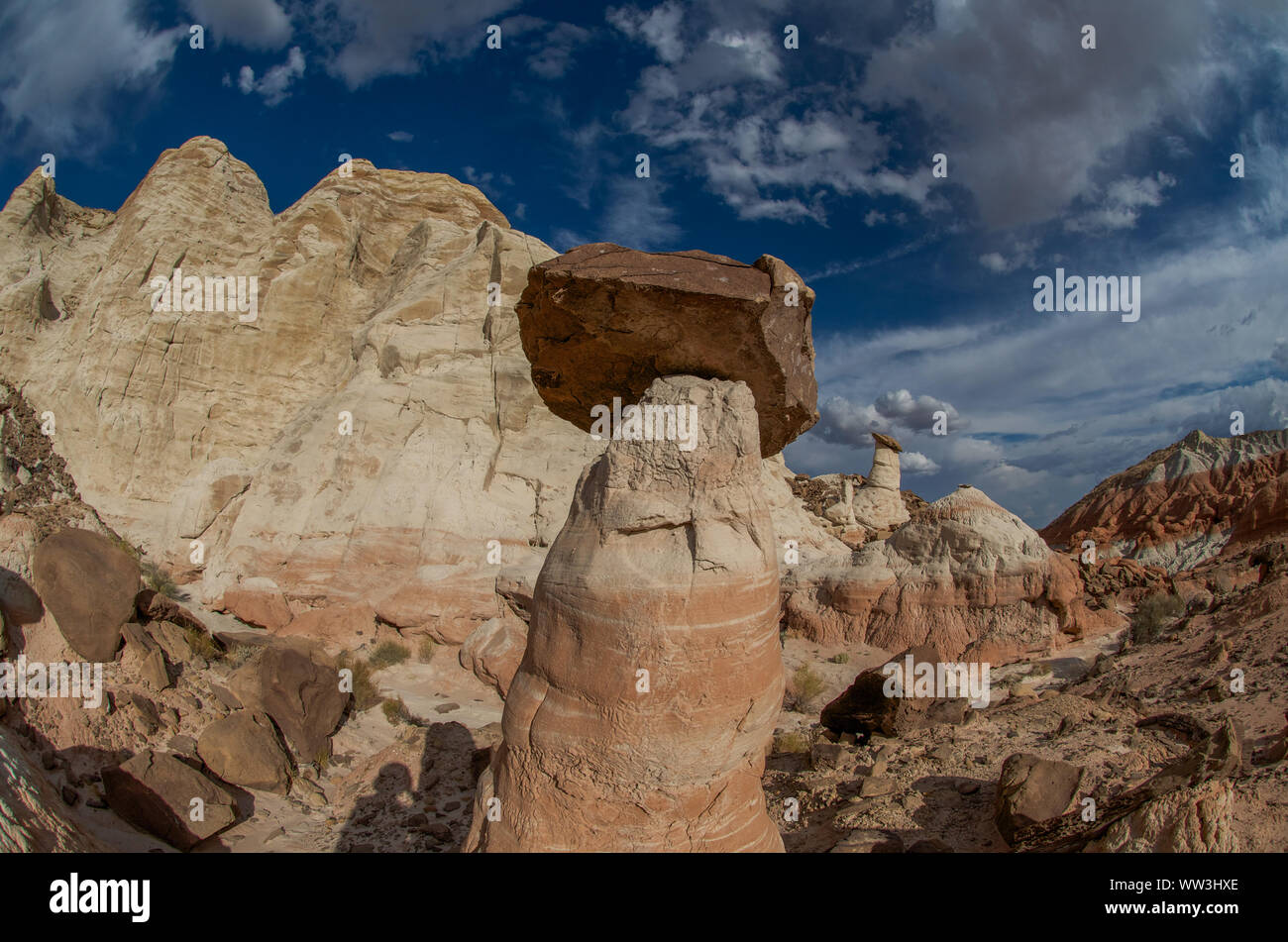 Tall Toadstools High Resolution Stock Photography and Images - Alamy