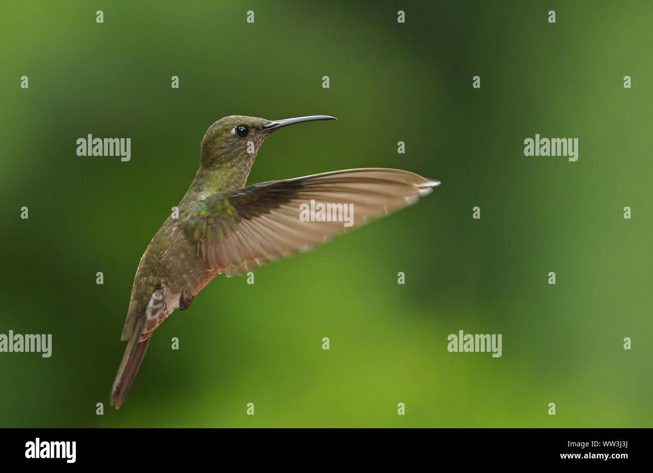 Atlantic rainforest hi-res stock photography and images - Alamy