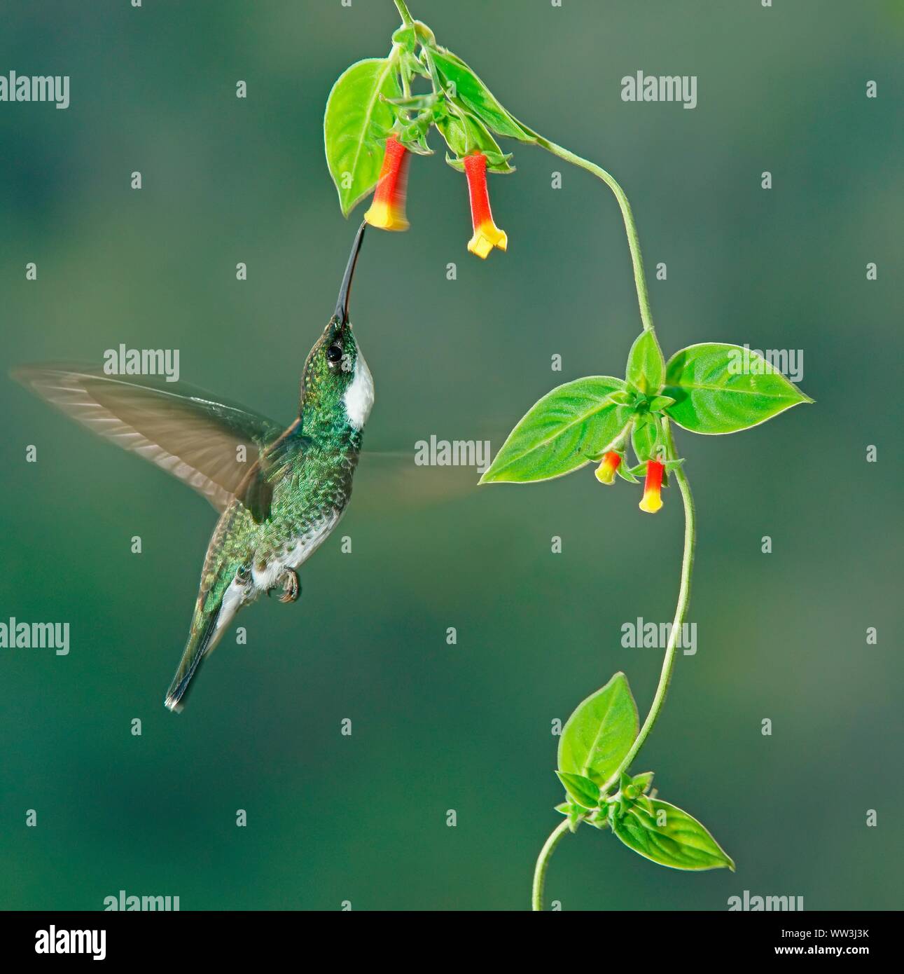 White-throated hummingbird (Leucochloris albicollis) drinking nectar at ...
