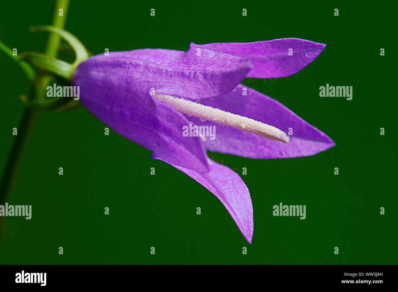 Dark bluebell flower hi-res stock photography and images - Alamy
