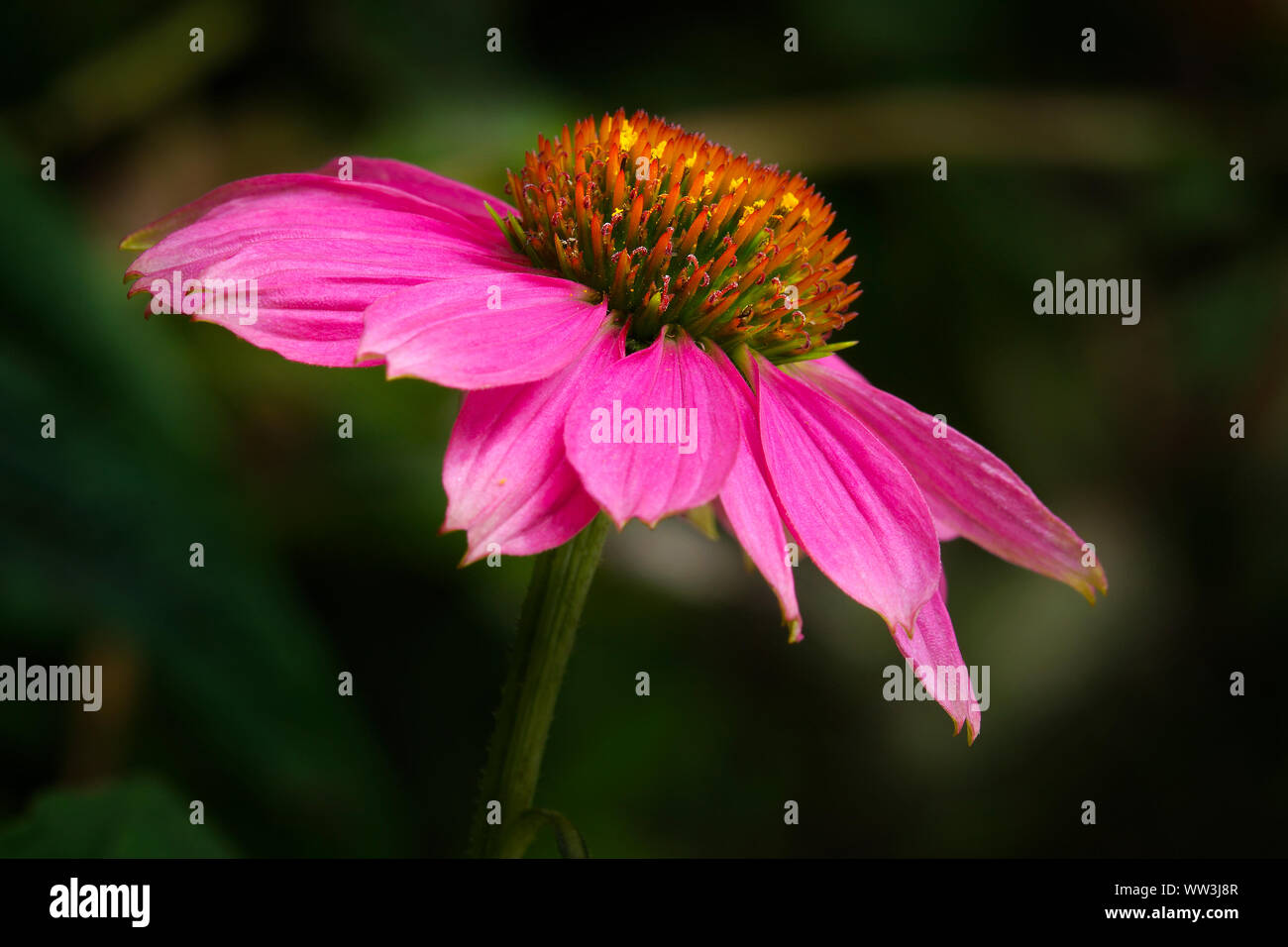 Single cone flower in full bloom. Close up. Photograph shot outdoors ...
