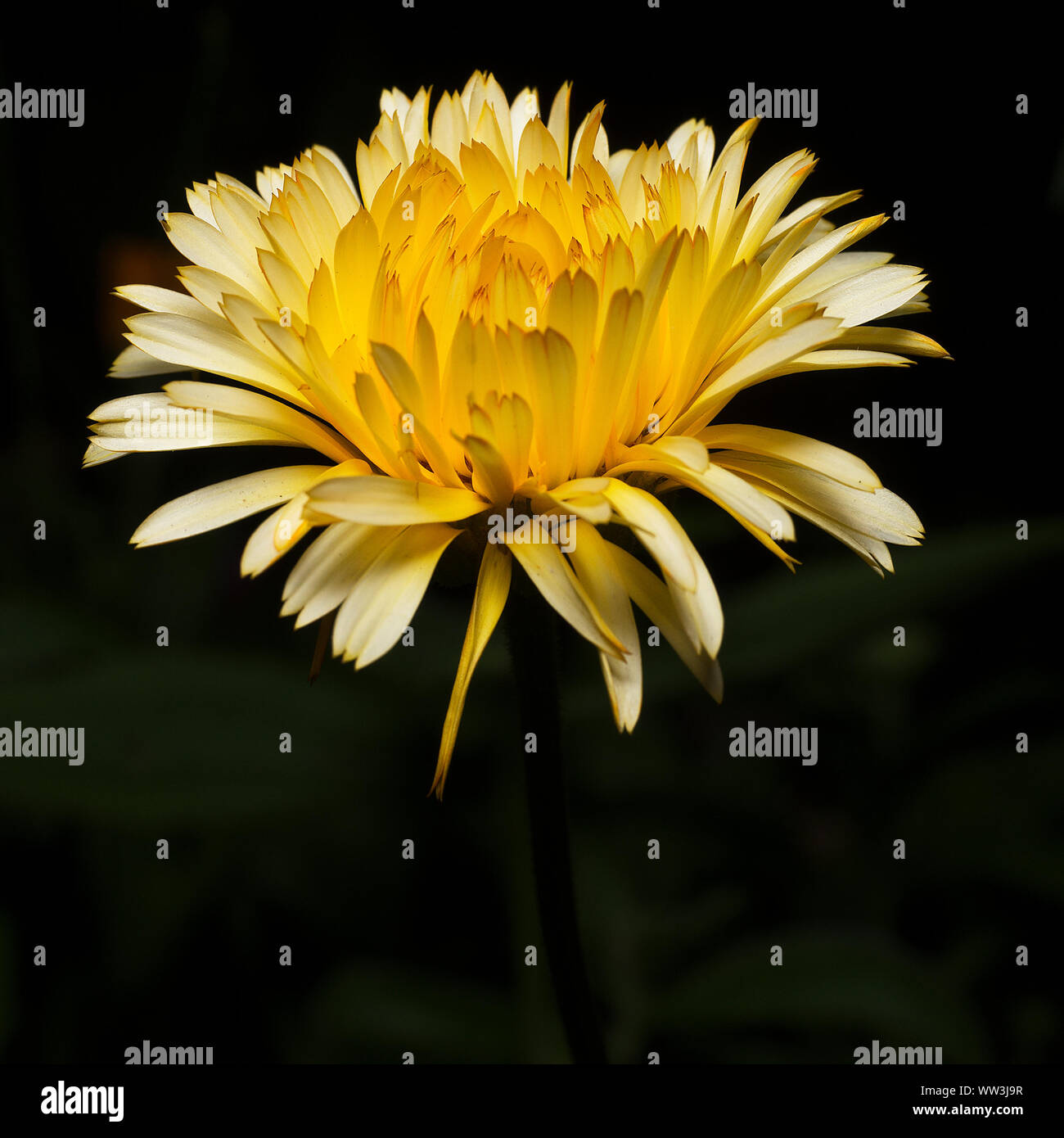Yellow flower head close up, isolated on black background Stock Photo ...