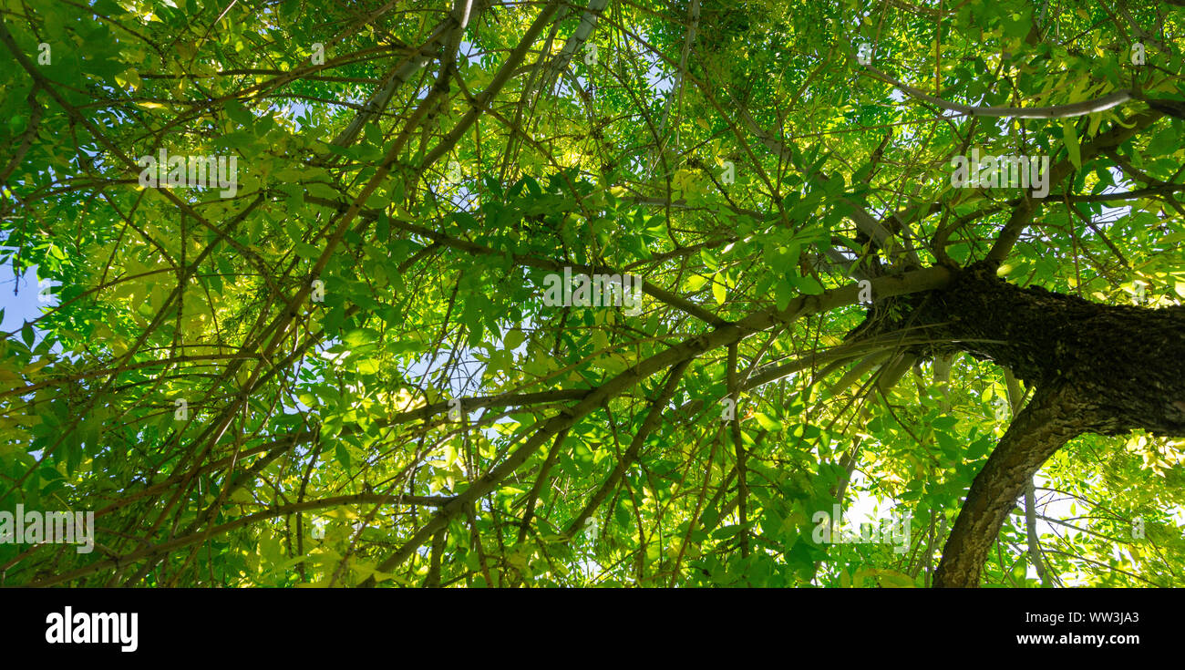 Tree trunk Calgary Alberta Canada Stock Photo - Alamy