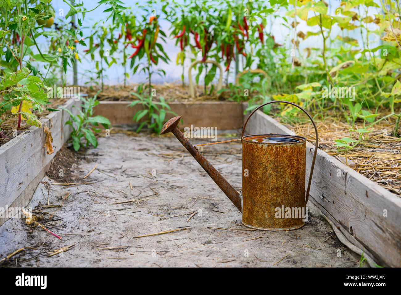 Old, rusty watering can standing inside greenhouse Stock Photo - Alamy