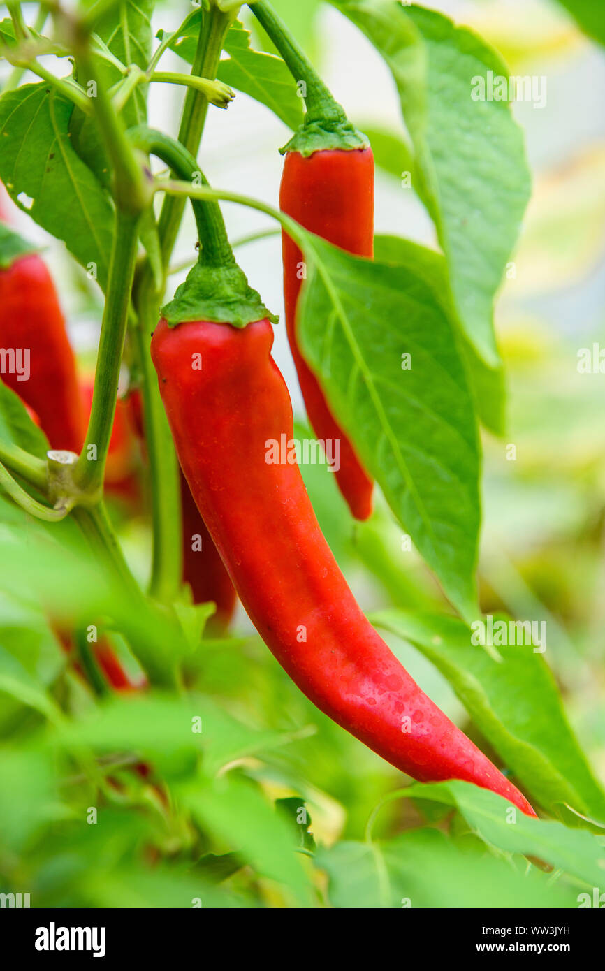 Red hot chili peppers plants on a branch Stock Photo - Alamy