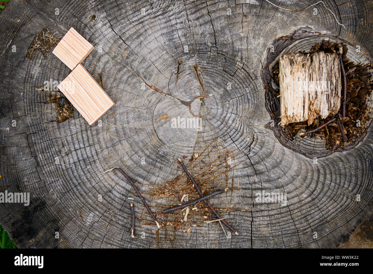 Cross section of tree trunk., close-up wooden cut texture Stock Photo ...