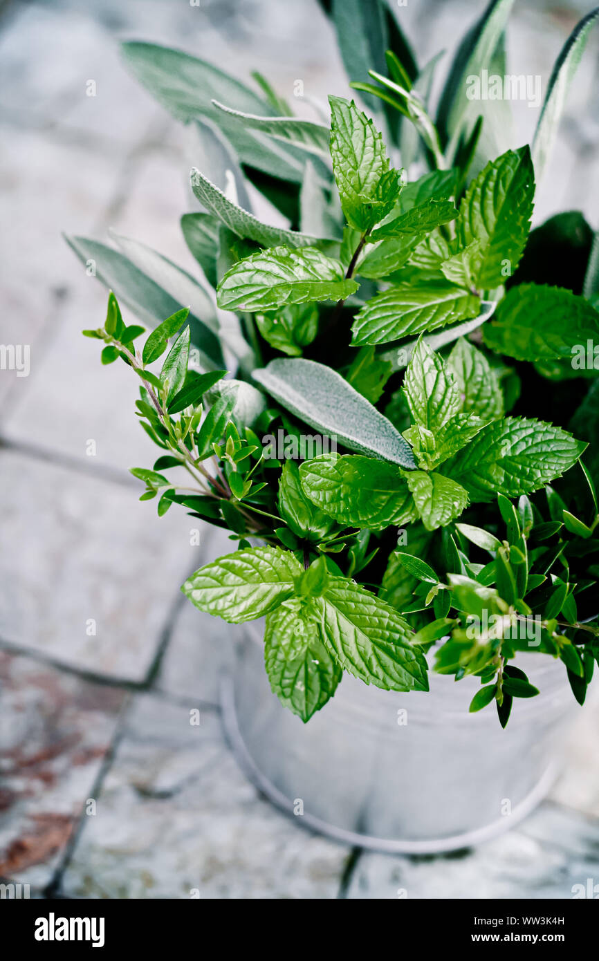 Mixed fresh herbs in zinc container Stock Photo - Alamy