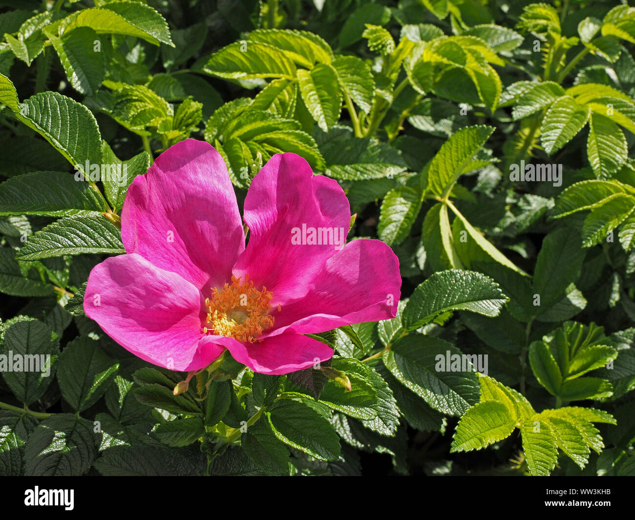 Wrinkled rose rosa rugosa hi-res stock photography and images - Alamy
