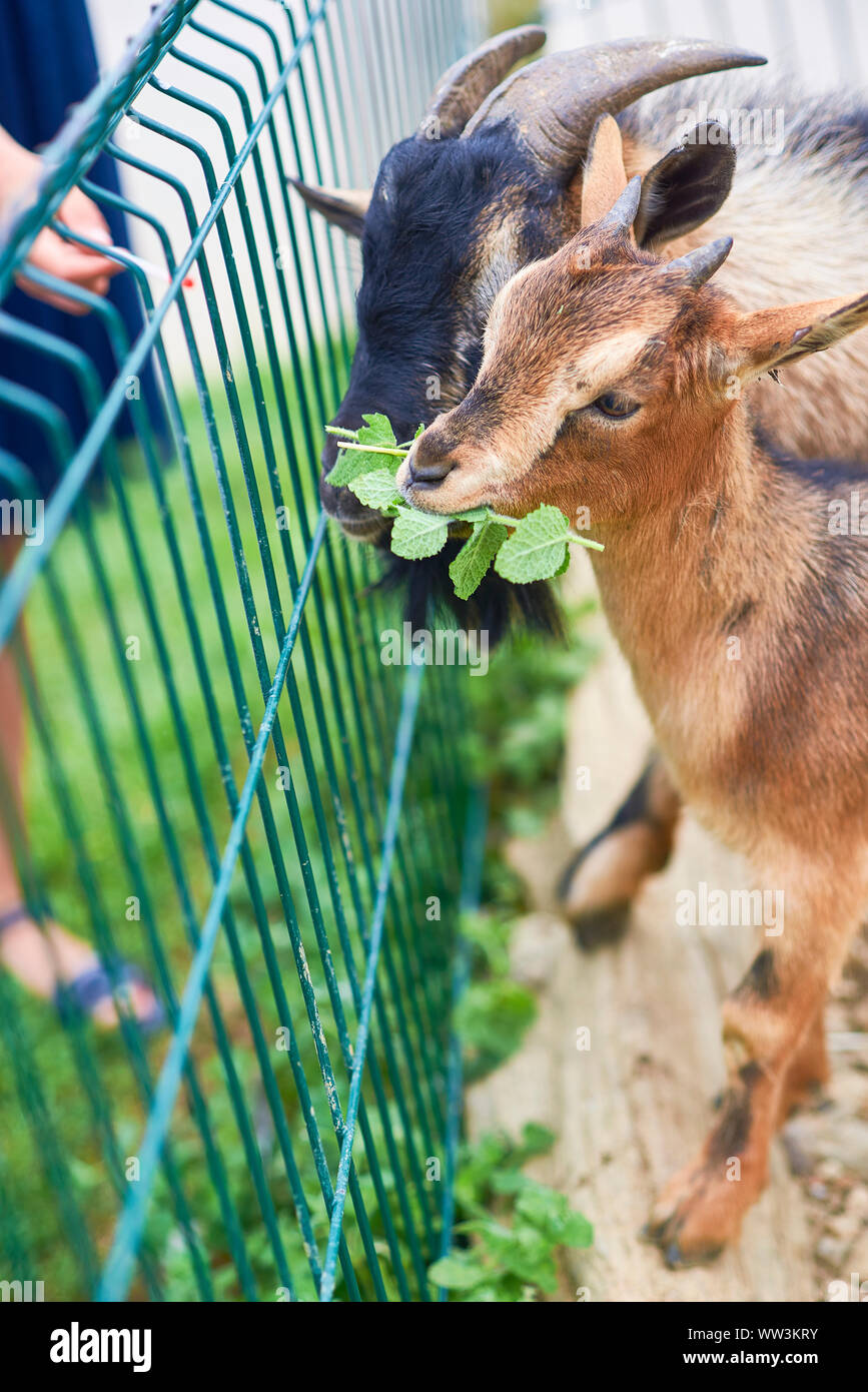 Two Goats, adult and breeding, grazing facing a farm fence Stock Photo ...