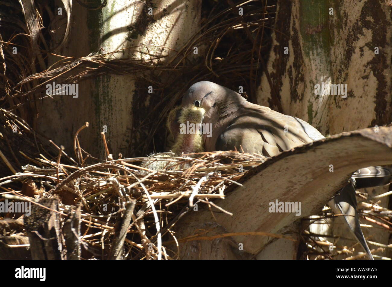 Bird nurturing and feeding baby birds Stock Photo - Alamy