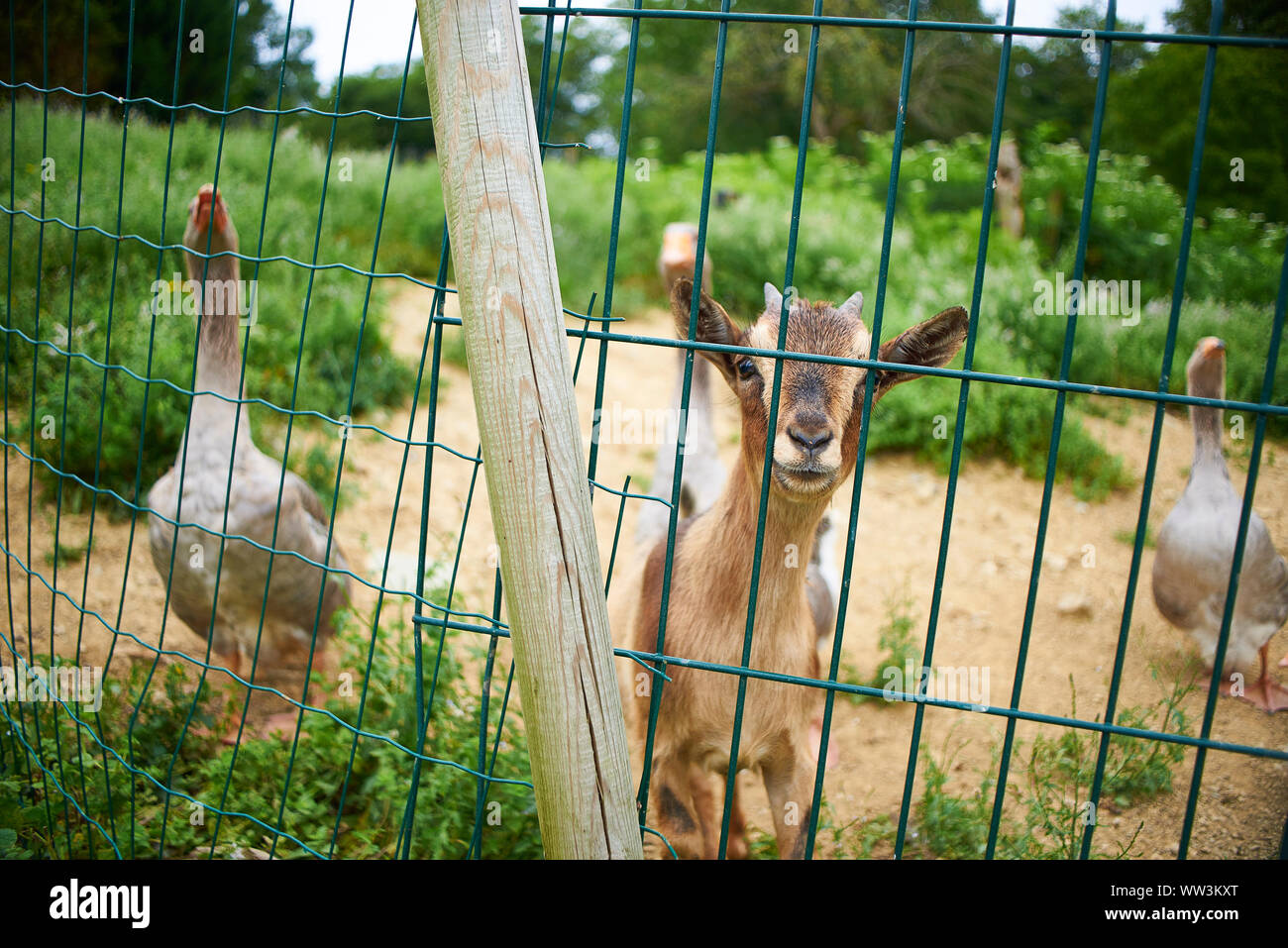 Goat breeding hi-res stock photography and images - Alamy