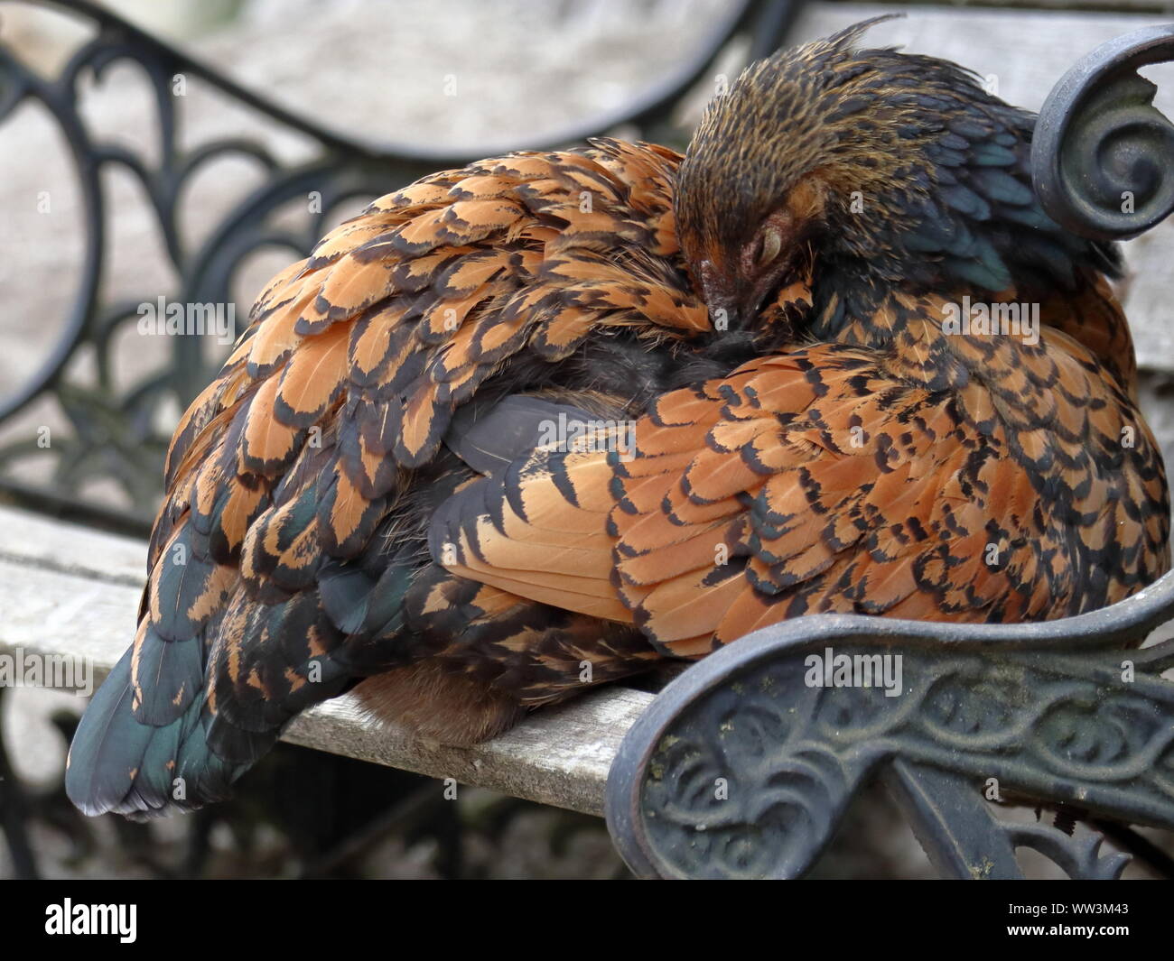 Fat hen hi-res stock photography and images - Alamy