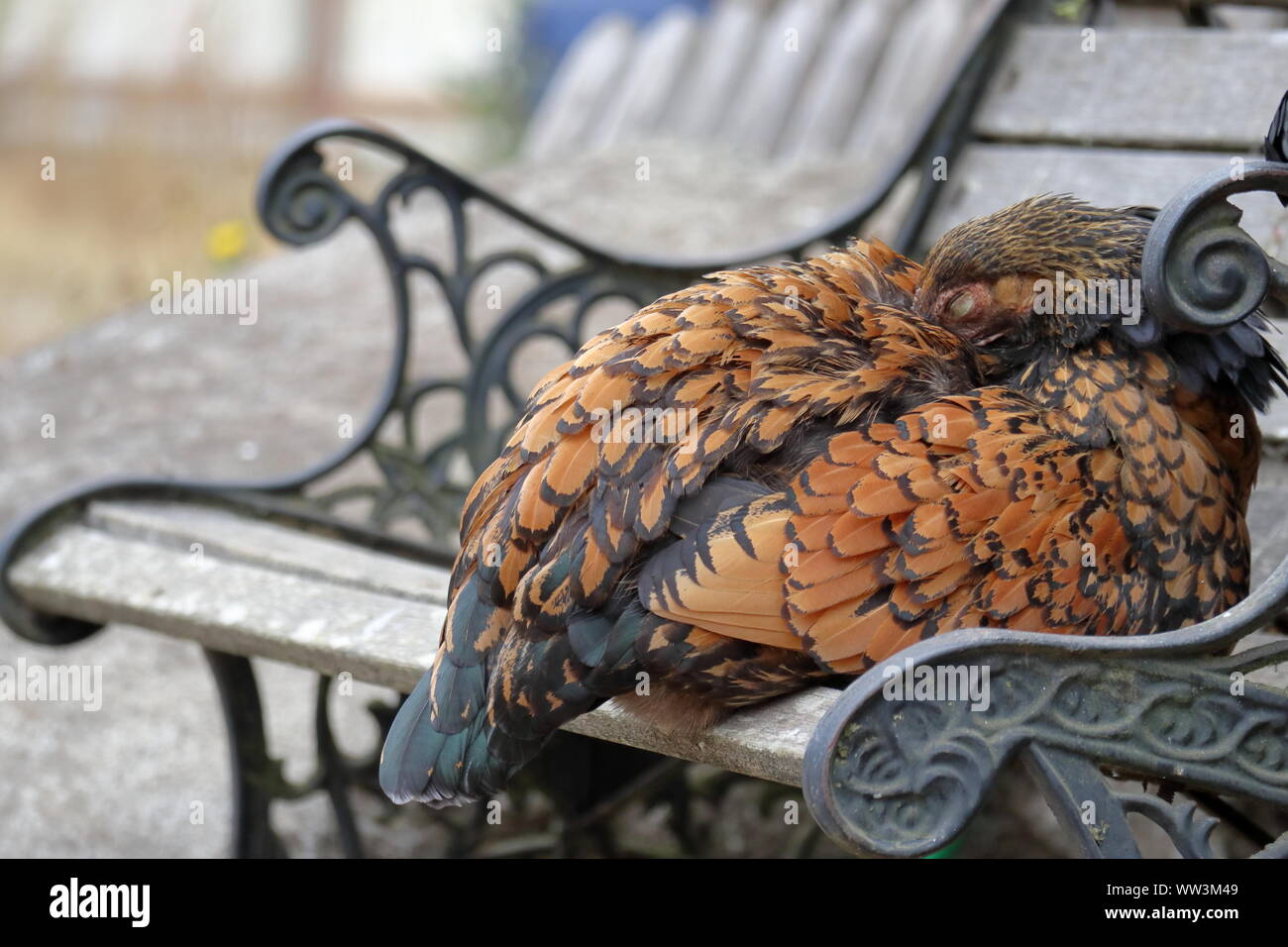 red and black hen sleeping on a rustic bench Stock Photo - Alamy