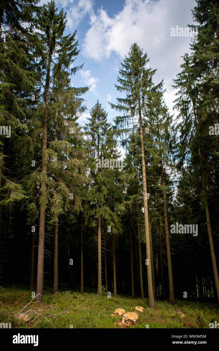 Tall trees with small patch of grass against a blue sky with clouds in ...