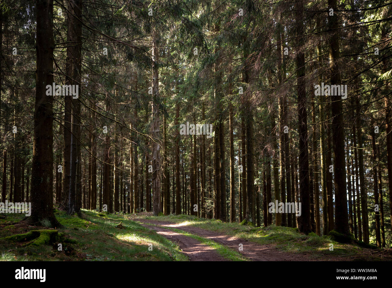 Muddy path creating an opening in the thick pinewood forest with ...