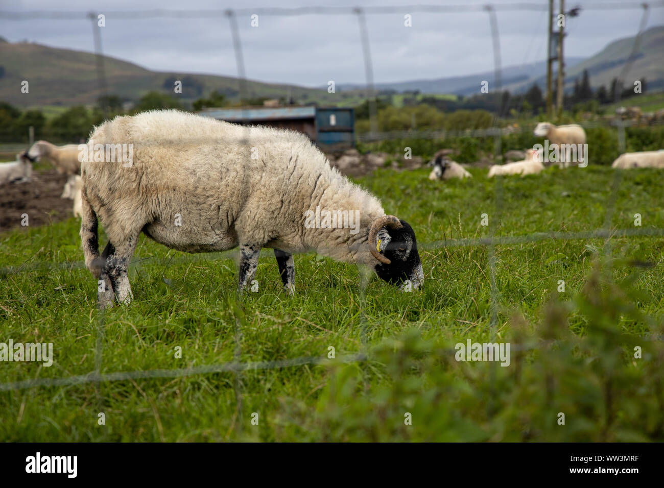Sheep in the Yorkshire Dales Stock Photo - Alamy