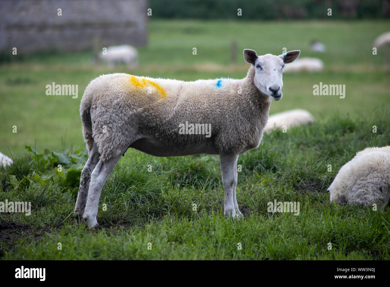 Sheep in the Yorkshire Dales Stock Photo - Alamy