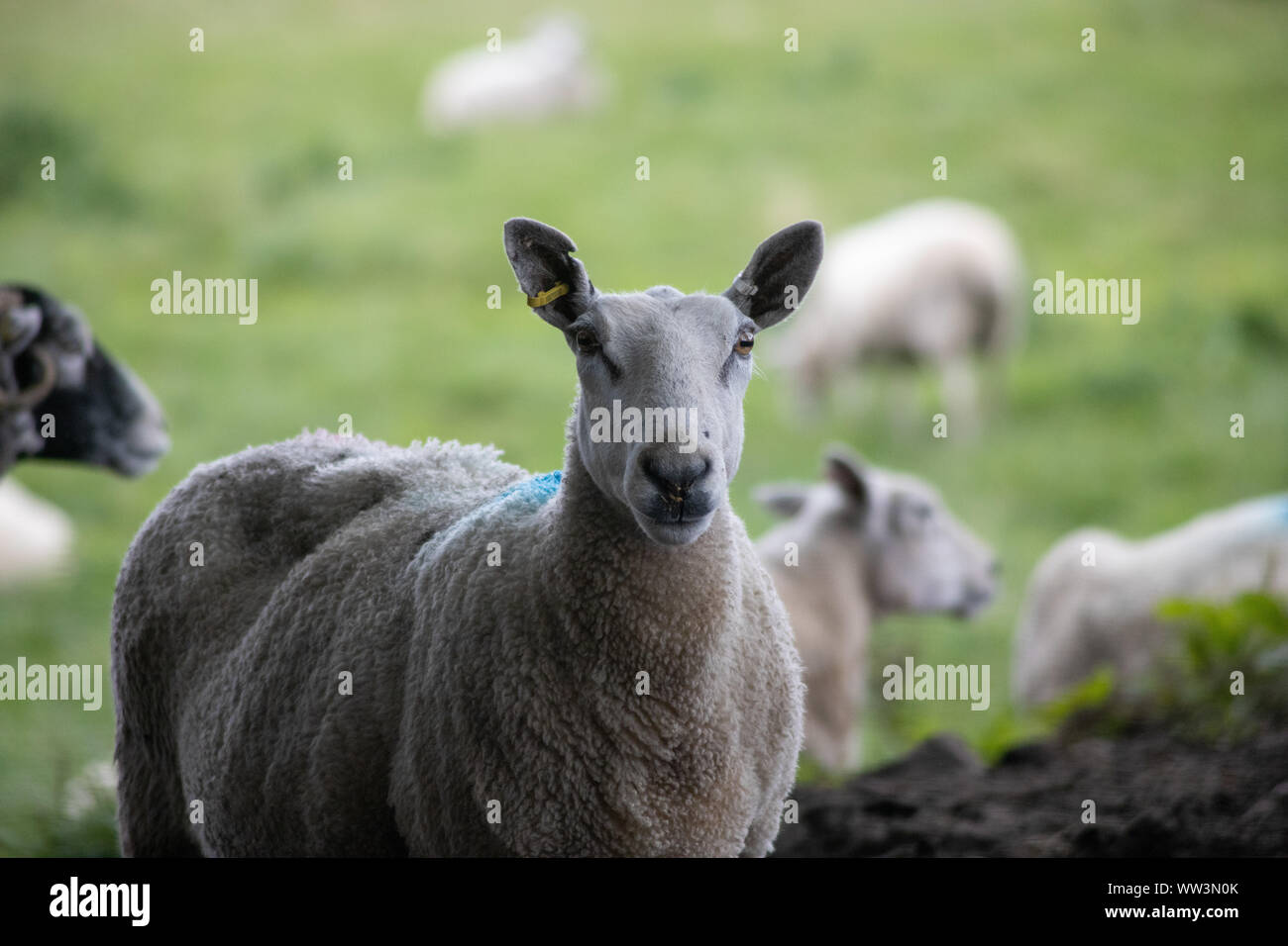 Sheep in the Yorkshire Dales Stock Photo - Alamy