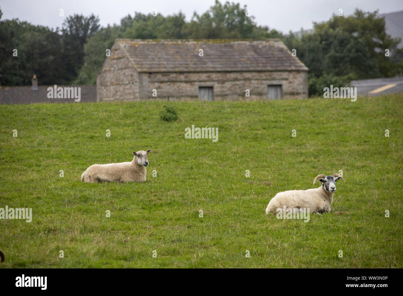 Sheep in the Yorkshire Dales Stock Photo - Alamy