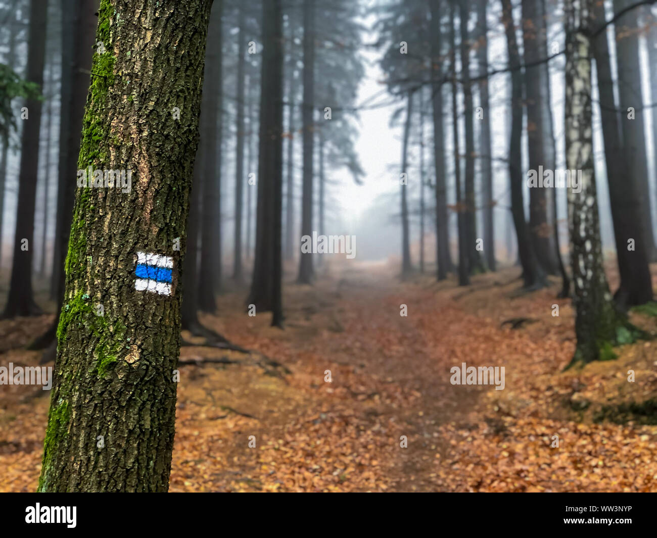 Hikng trail mark on tree in wood Stock Photo - Alamy