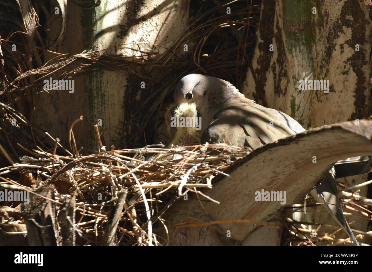 Bird nurturing and feeding baby birds Stock Photo - Alamy