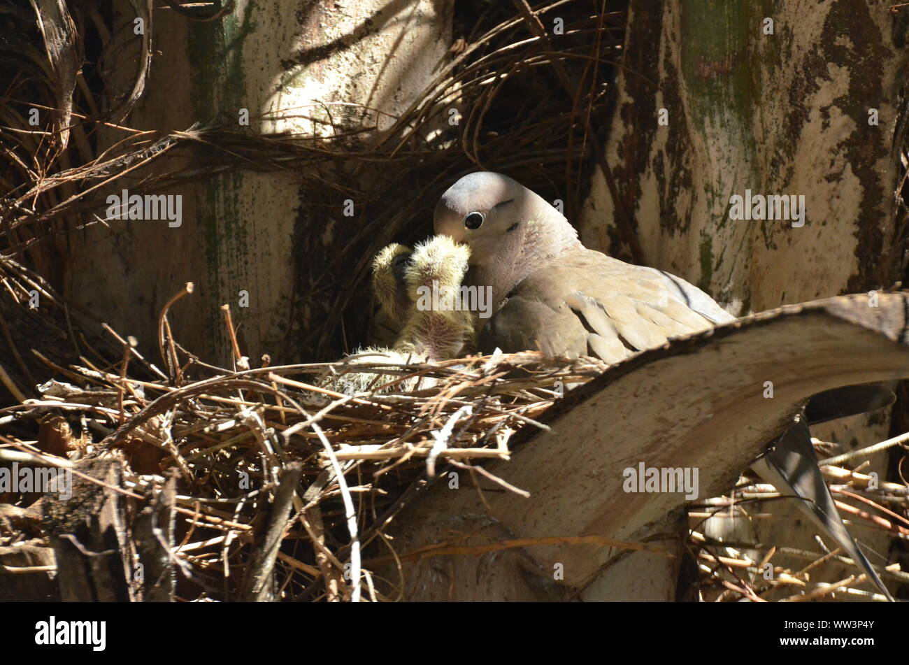 Bird nurturing and feeding baby birds Stock Photo - Alamy